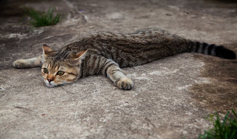 A British Cat is Lying Flat on the Concrete Floor. Stock Photo - Image ...