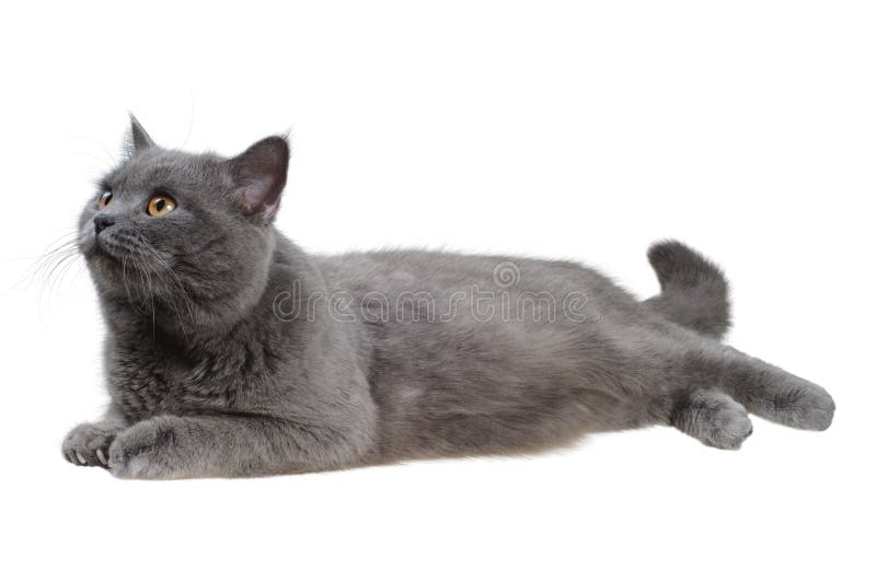 British Cat Lying and Looking Left Stock Photo - Image of lying, feline ...