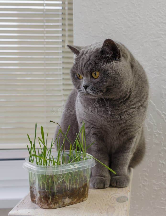 British Cat Next To Sprouted Grass on the Loggia Stock Photo - Image of ...