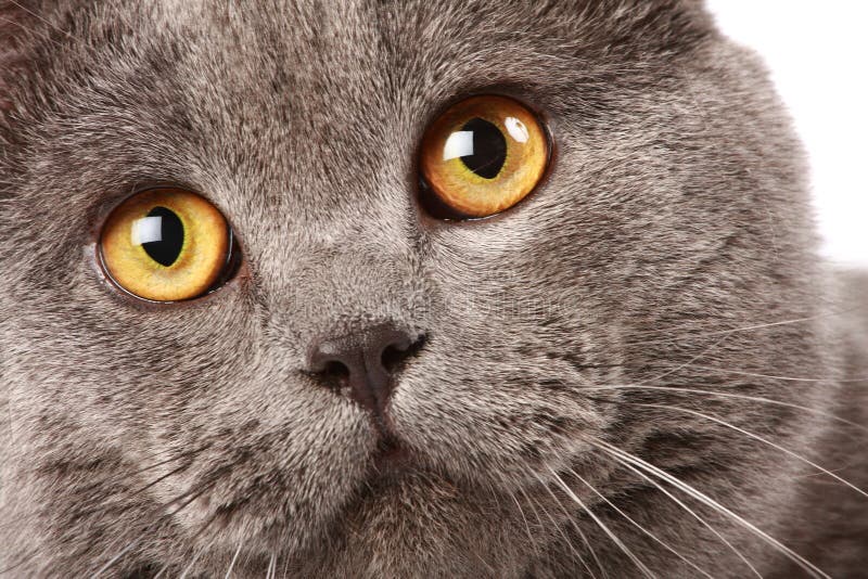 Cat with Purple Eyes stock photo. Image of love, loyal - 16006754