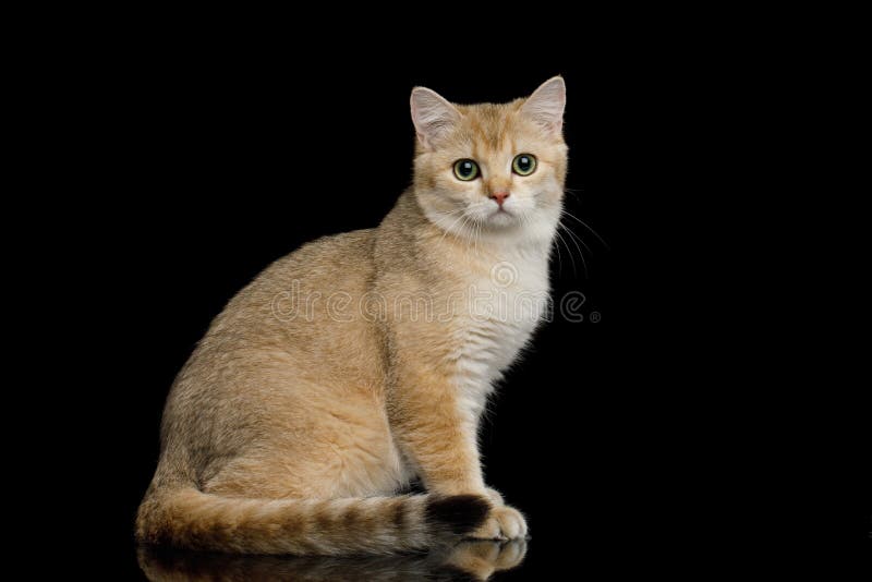 British Cat with Red Fur on Isolated Black Background Stock Image ...