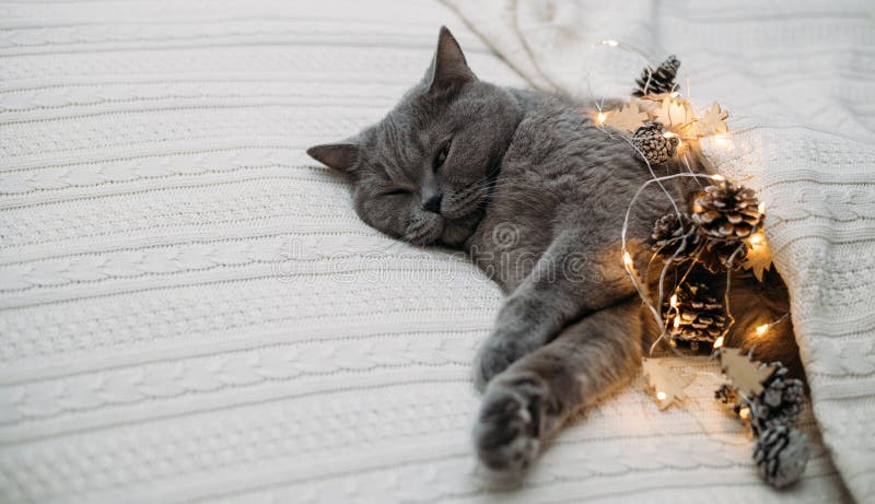 British Cat is Resting in a Warm Blanket. Sleeping Christmas Cat with ...