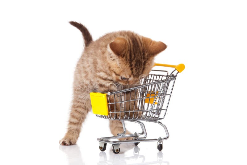 Cat with Shopping Cart Isolated on White Stock Image - Image of ...