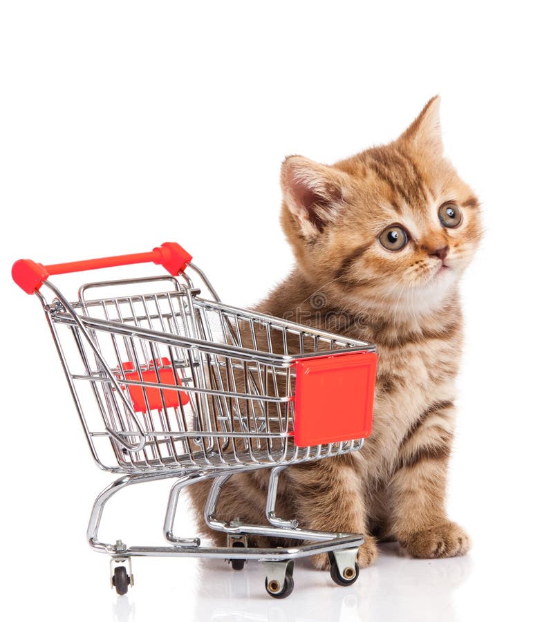 1,260 Cat Cart Stock Photos - Free & Royalty-Free Stock Photos from ...