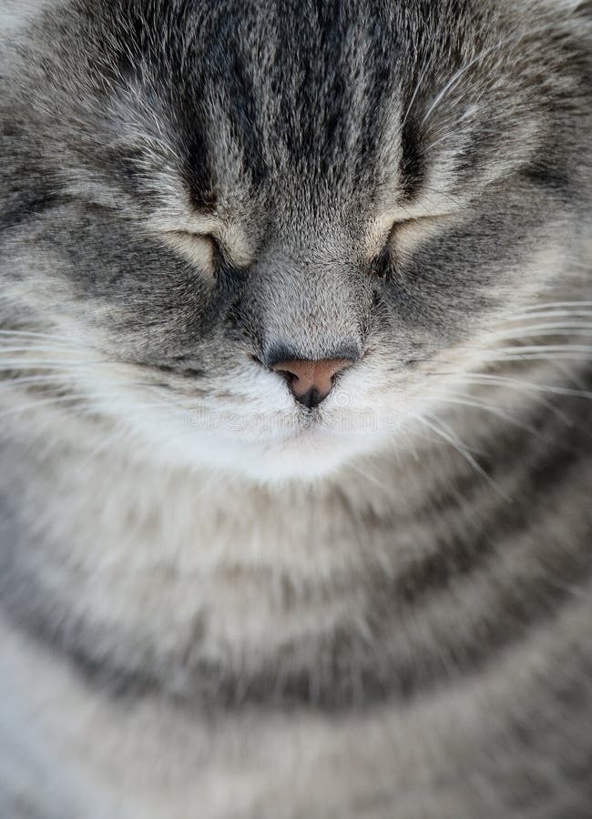British Cat with Shutted Eyes Stock Photo - Image of closeup, looking ...
