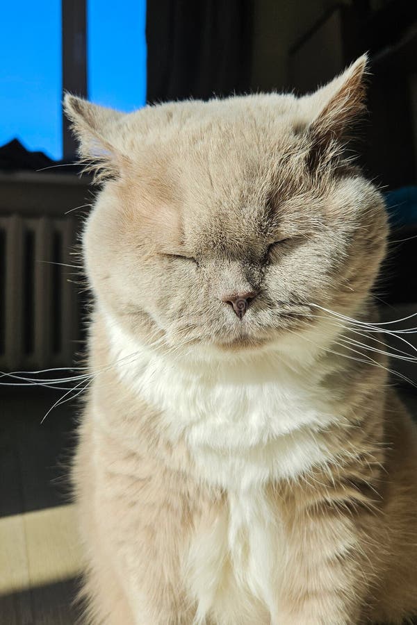A British Cat Sitting in the Rays of the Summer Sun. Stock Image ...
