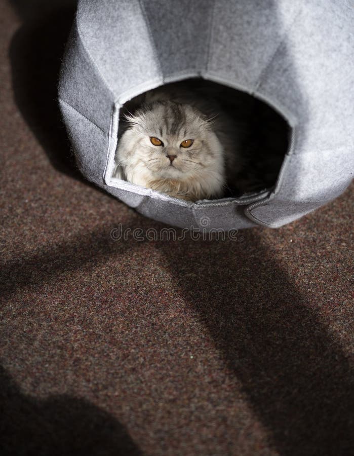 British Cat Sleeping at Home Stock Photo - Image of domestic, black ...