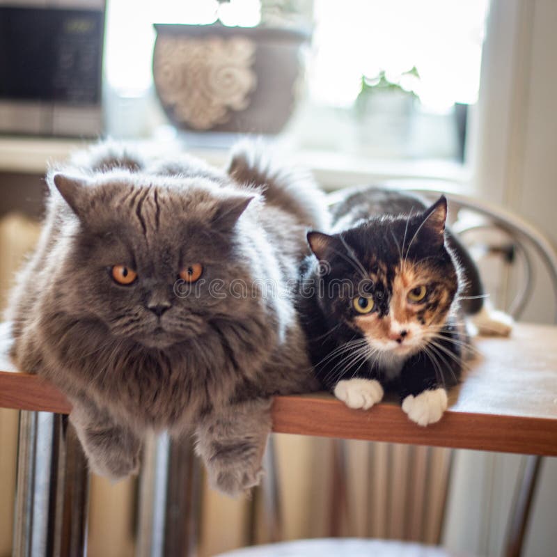 British Cat and Tricolor Cat Lie on the Kitchen Table. Stock Image ...