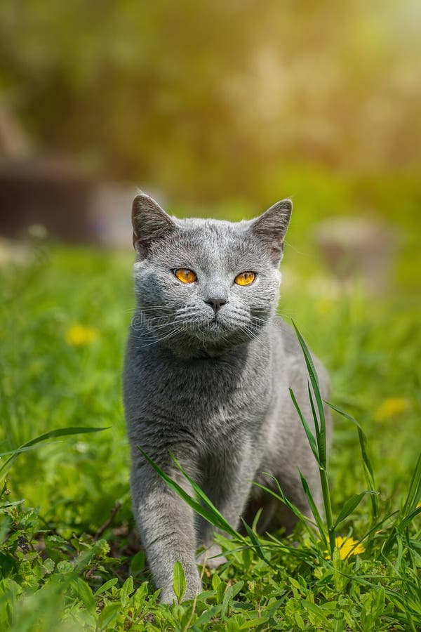 British Cat Walks on Green Grass Stock Image - Image of wild, grey ...