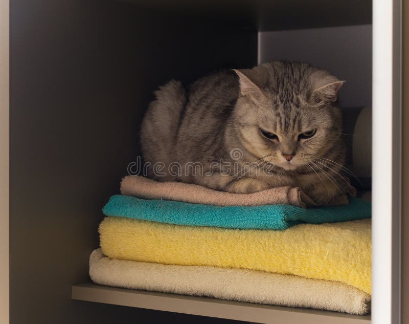 143 Cat Sliding Stock Photos - Free & Royalty-Free Stock Photos from ...