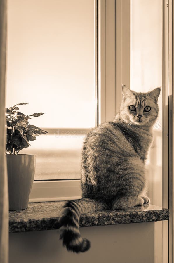 Sil Cat Stock Photos - Free & Royalty-Free Stock Photos from Dreamstime