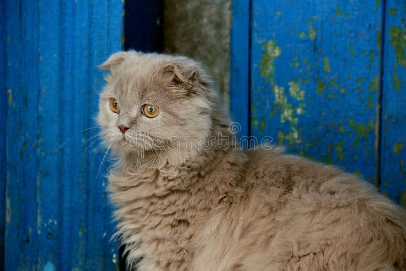 British cats for a walk stock image. Image of bred, alarmed - 114486141