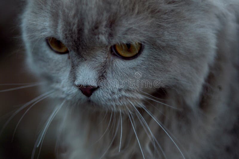 British cats for a walk stock image. Image of hair, bear - 116018055