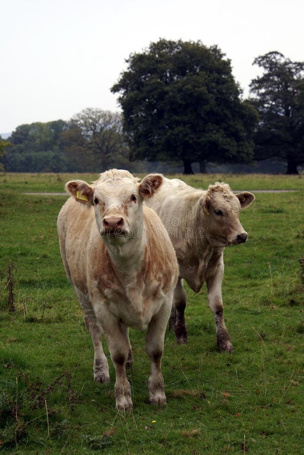British Cattle Breeds Stock Photos - Free & Royalty-Free Stock Photos ...