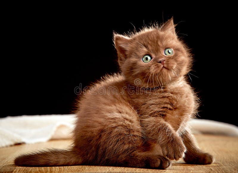 British chocolate kitten stock image. Image of wood, british - 55823321