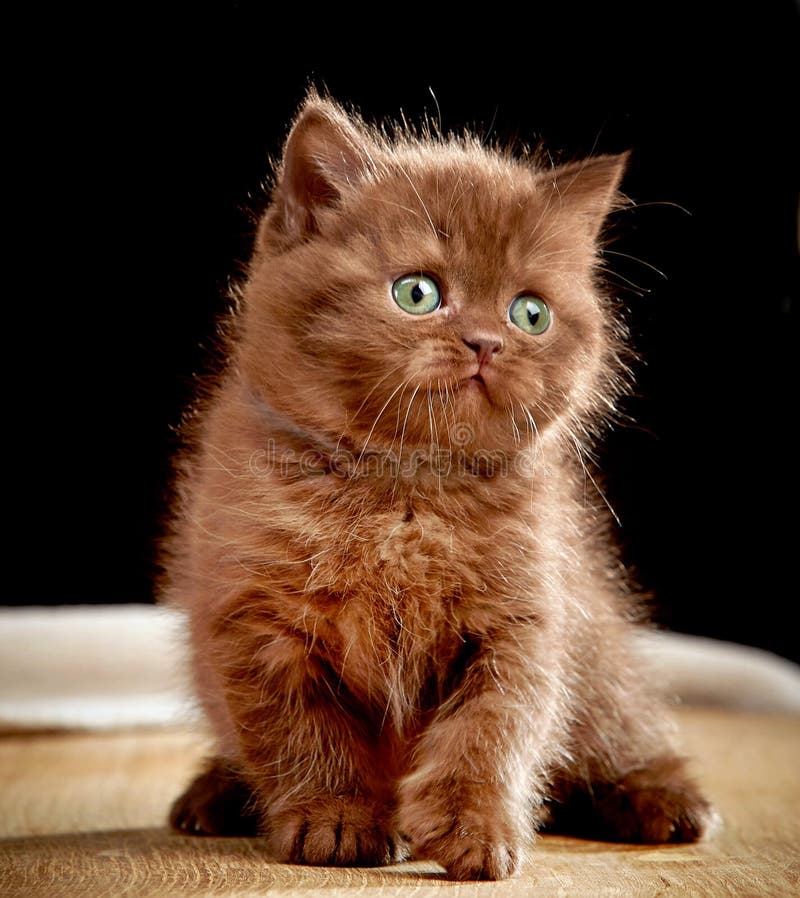 British chocolate kitten stock photo. Image of animal - 55823292