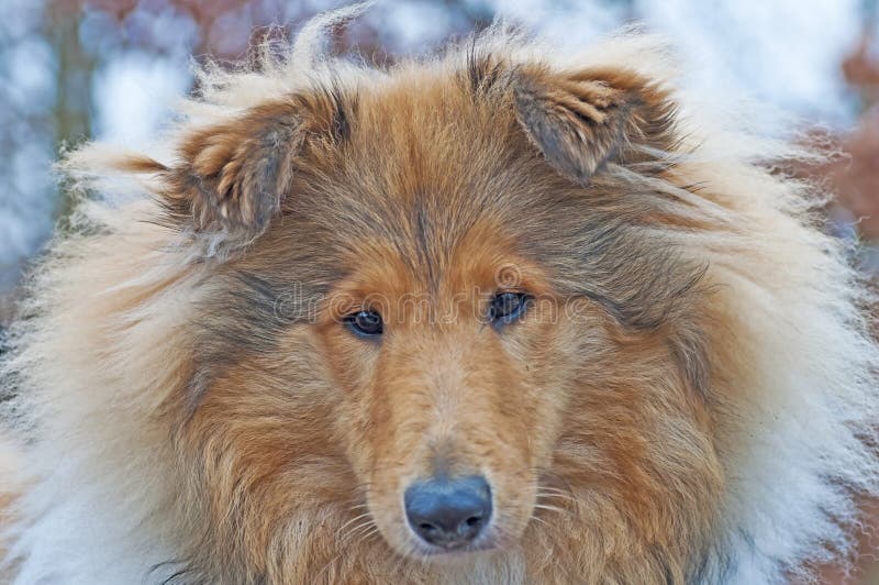 British Collie dog stock photo. Image of winter, cuddly - 18425872