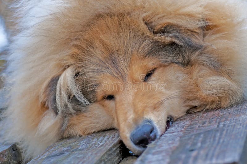 British Collie dog stock photo. Image of truebred, cuddly - 18425898