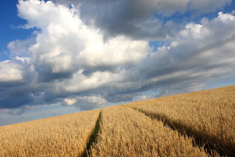 British Countryside with Field Stock Photo - Image of agriculture ...