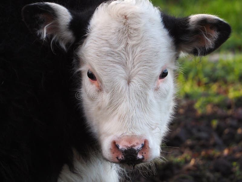 British Cow calf stock image. Image of britisg, calf - 328286993