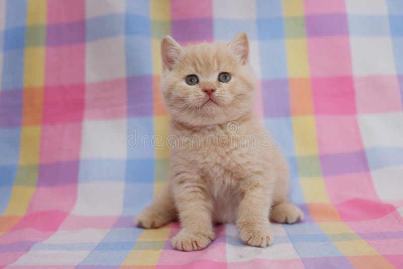 British cream Kitten. stock image. Image of cats, beautiful - 80973377