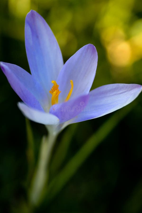 British Crocus Spring Flower Stock Image - Image of wildlife, time ...