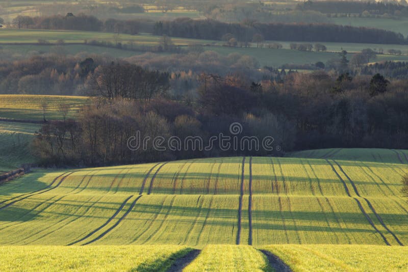 Scenic Wheat Fields at Spring Stock Photo - Image of colorful, england ...