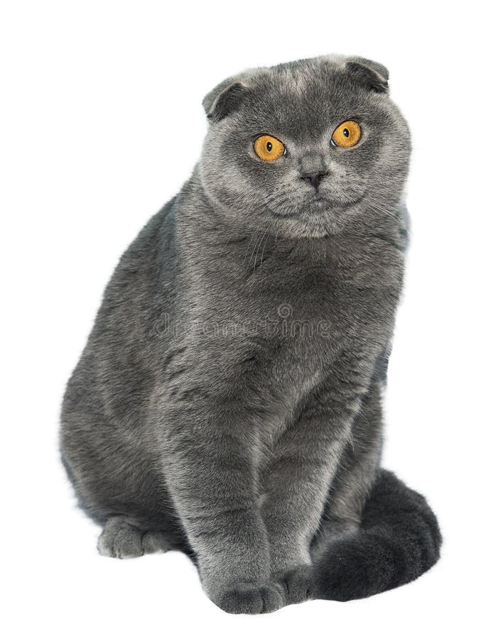 British Fold cat stock photo. Image of gray, breed, happy - 48299974