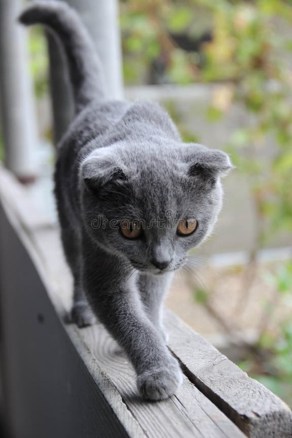 British fold ear kitty stock image. Image of butterfly - 88658909