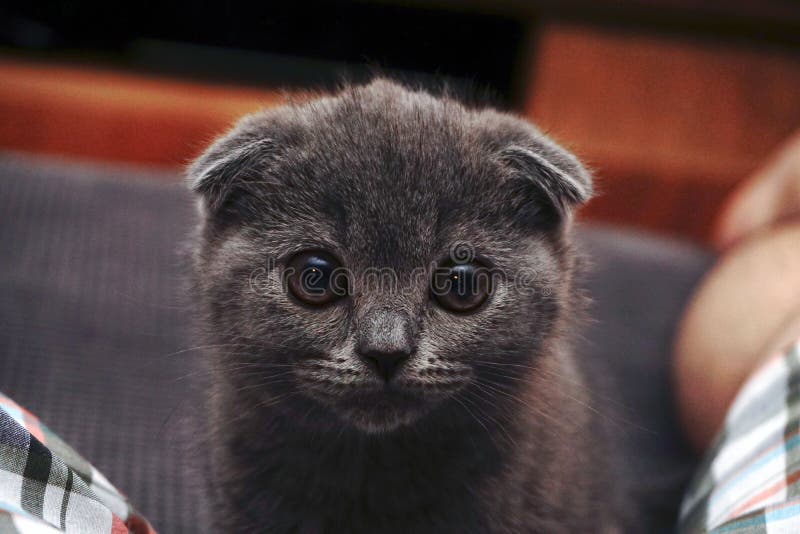 British Fold Kitten at Home on Grey Couch Stock Photo - Image of kitty ...