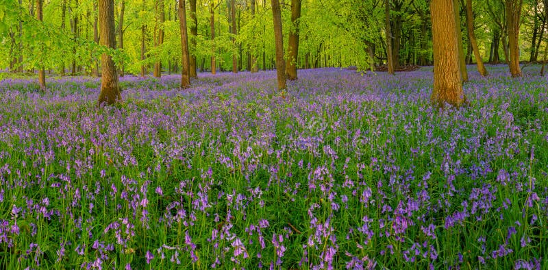 Blue Bells Forest during Sunset. Stock Photo - Image of colorful ...