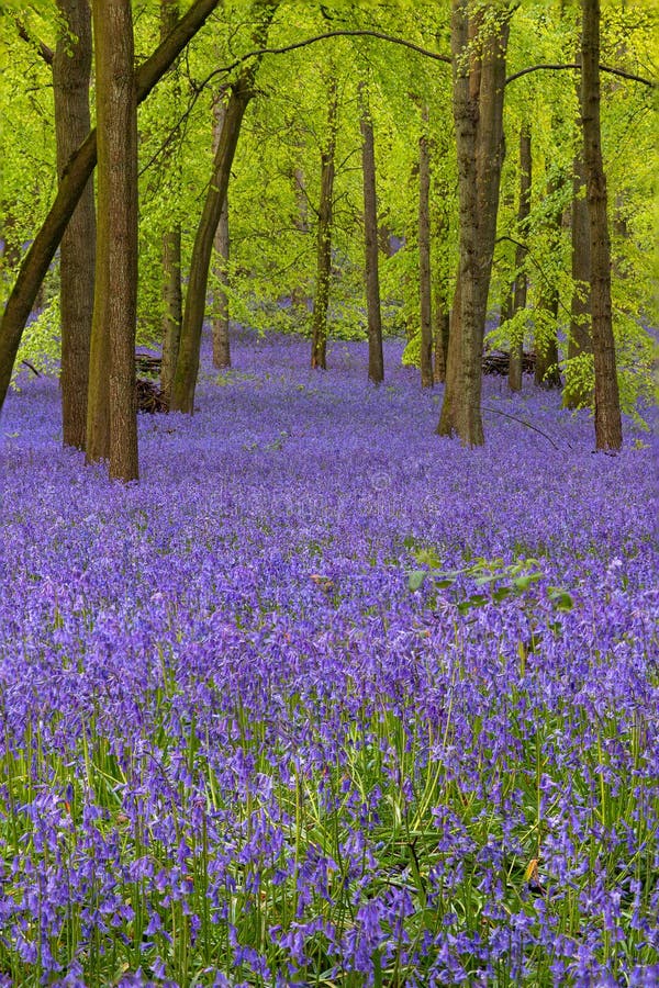 Blue Bells Forest during Sunset. Stock Photo - Image of colorful ...