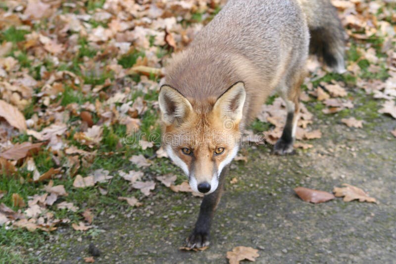 British Fox in Autumn stock image. Image of exploring - 247383419
