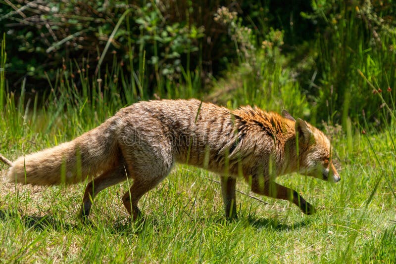 British Fox in a Field Devon England Uk Stock Photo - Image of face ...
