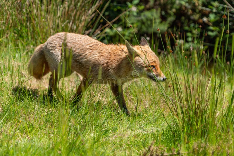 British Fox in a Field Devon England Uk Stock Image - Image of wild ...
