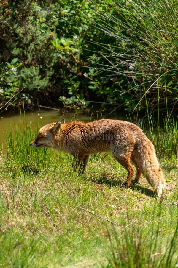 British Fox in a Field Devon England Uk Stock Image - Image of outdoor ...
