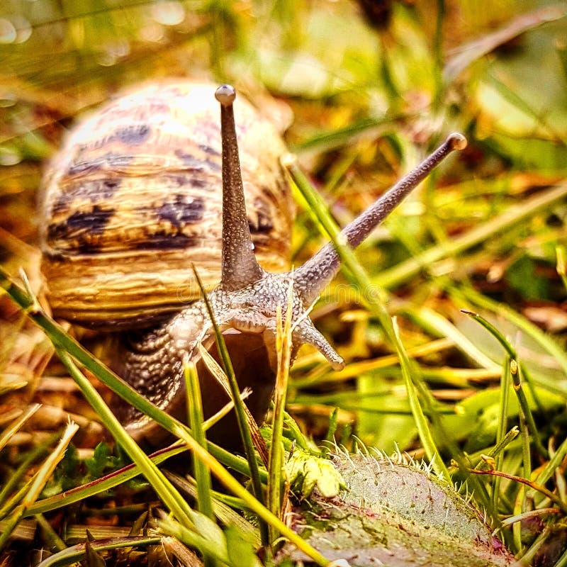 British garden snail stock image. Image of close, detailed - 71068063