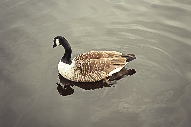 British Geese on a Canal Water Up Close Looking at Water Stock Image ...