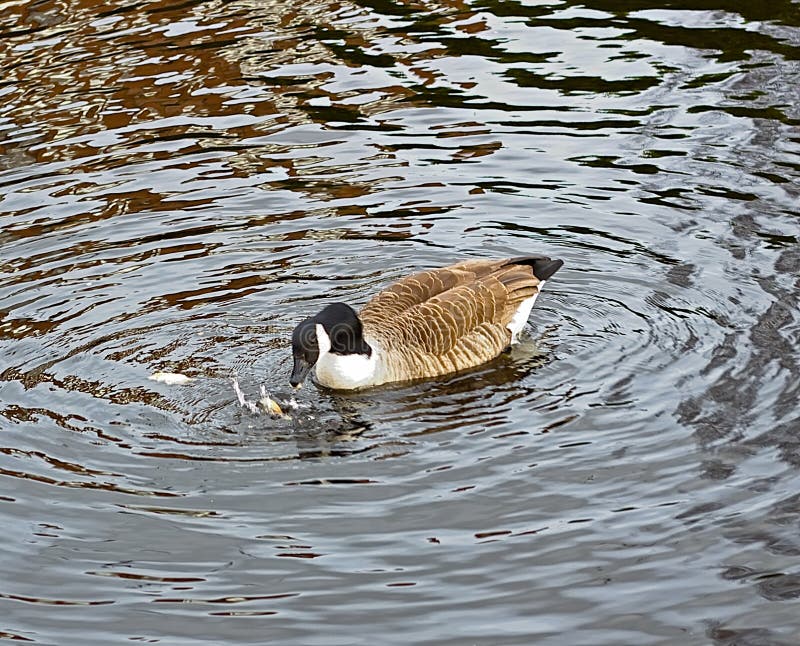 British Geese on a Canal Water Up Close Looking at Water Stock Image ...