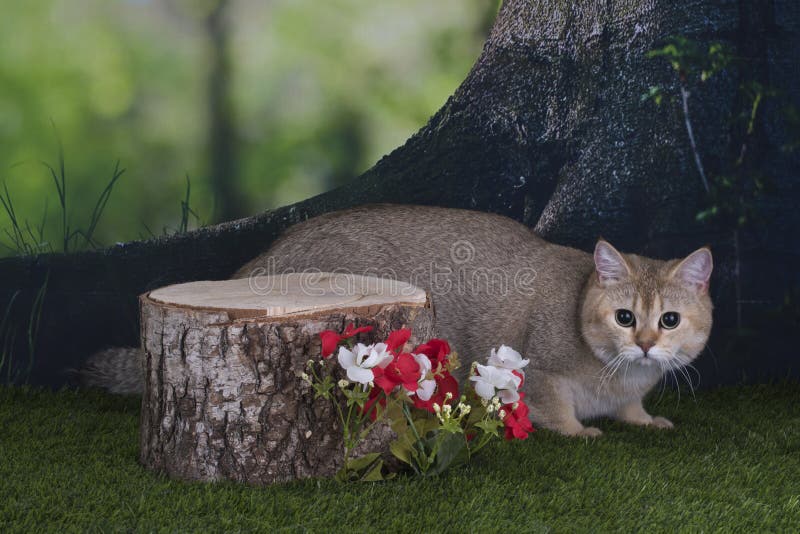 British Gold Cat Playing on the Edge of a Summer Day Stock Photo ...