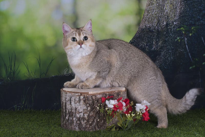 British Gold Cat Playing on the Edge of a Summer Day Stock Image ...