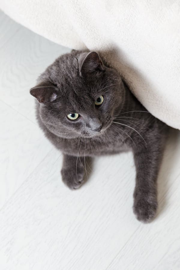 1,615 Cat Under Bed Stock Photos - Free & Royalty-Free Stock Photos ...