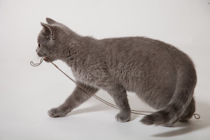 British gray cat playing stock image. Image of playing - 55675707