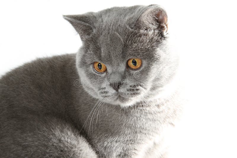 British grey cat stock image. Image of closeup, lovable - 12796665