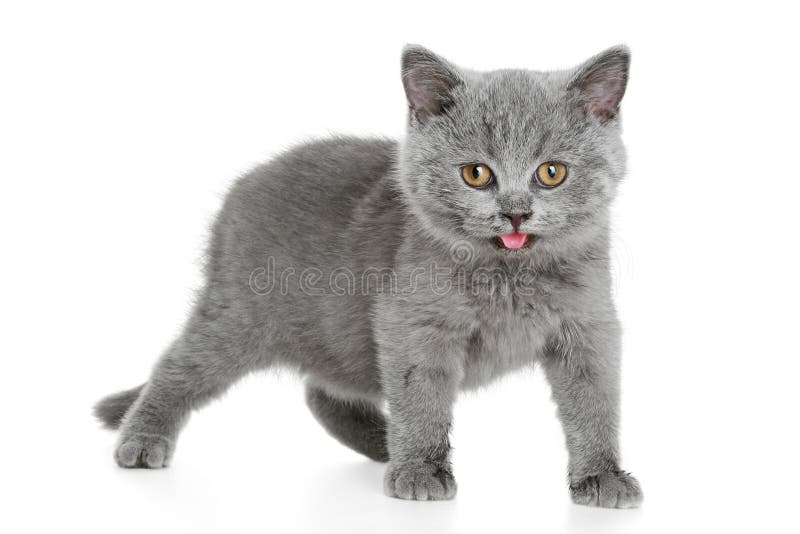 British Grey Kitten (3 Months) Stock Photo - Image of portrait, british ...