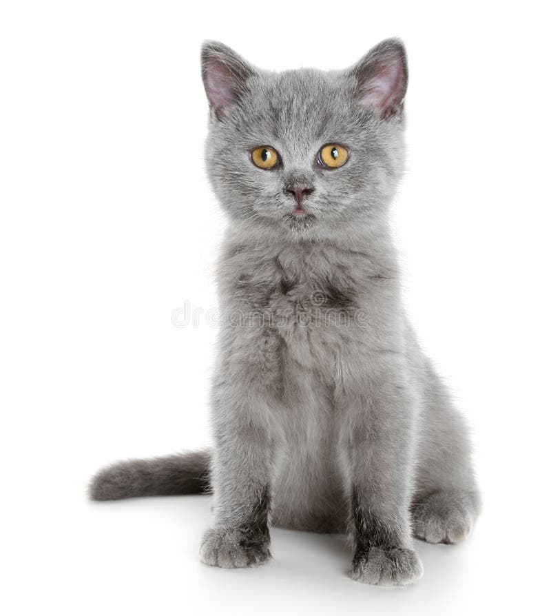 Grey Kitten stock image. Image of haired, kitten, long - 97677657