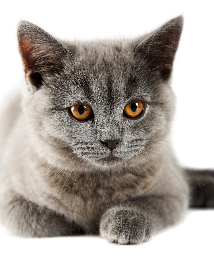 British kitten stock photo. Image of little, mammal, eyes - 14931052
