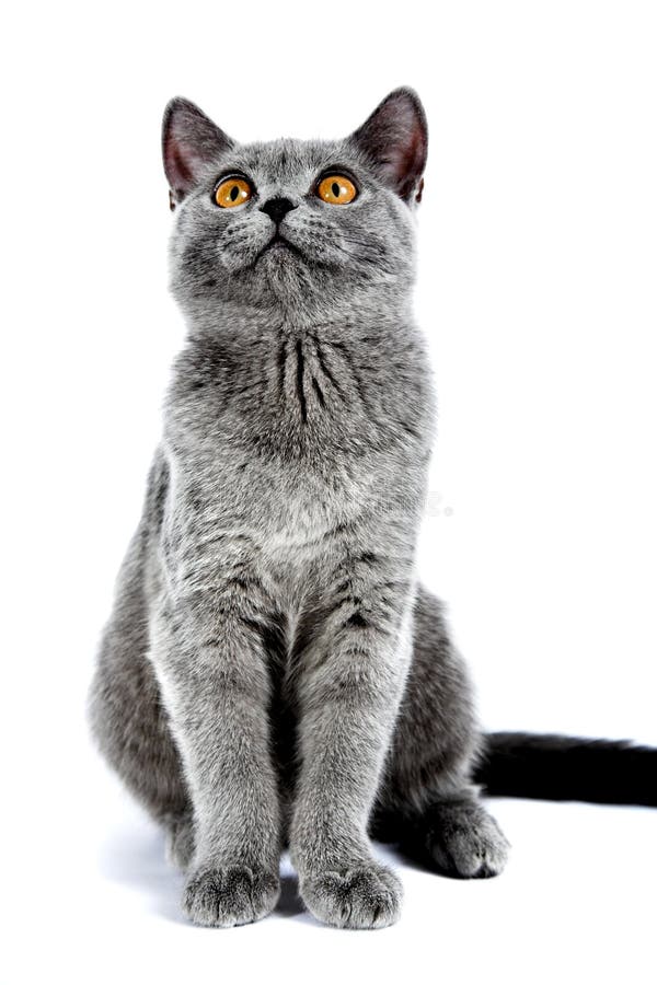 Grey Cat and Pink Flowers stock photo. Image of british - 10872558