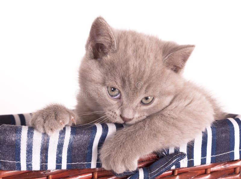 British Kitten and Beaver Yorkshire Terrier Stock Photo - Image of coon ...