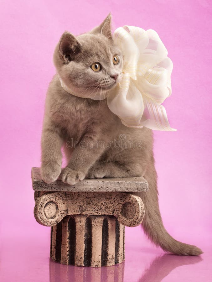 British Kitten and Beaver Yorkshire Terrier Stock Photo - Image of coon ...